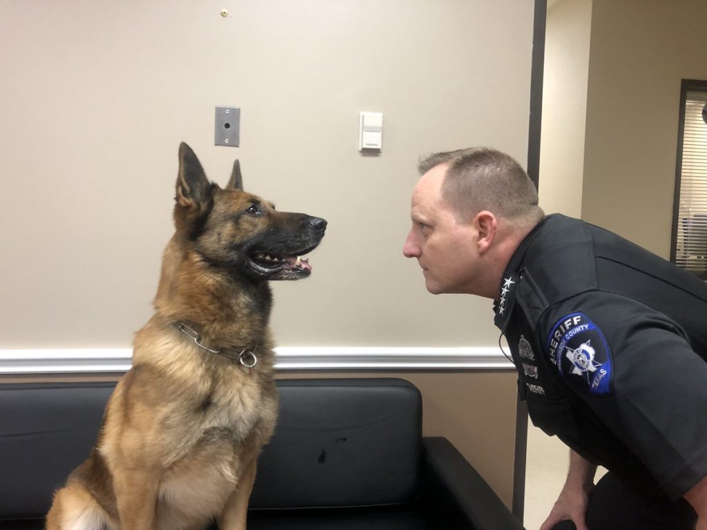 K9 Corner Archives - The Pickles Project
